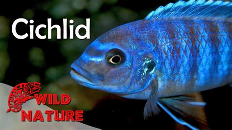 Lake Malawi Cichlids Wild Nature Youtube