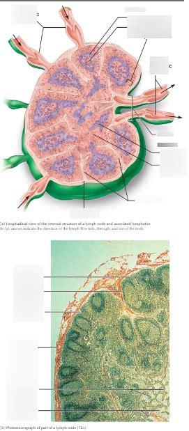 Lymph Node Diagram Diagram Quizlet
