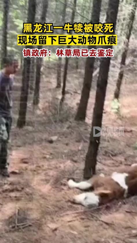 牛犊被咬死现场留巨大爪痕，镇政府：林草局已去鉴定社会民生好看视频