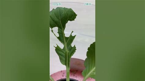 배추흰나비 애벌레 🐛 성장모습 [배추흰나비 키우기 2화] Youtube