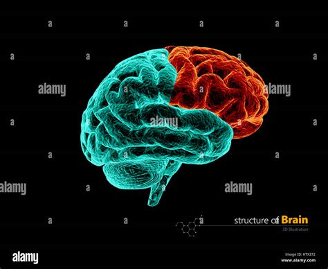 Human Brain Frontal Lobe Anatomy Structure Human Brain Anatomy 3d