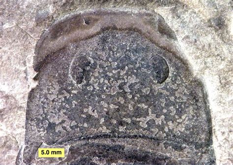 Woosters Fossils Of The Week Eurypterids Late Silurian Of New York