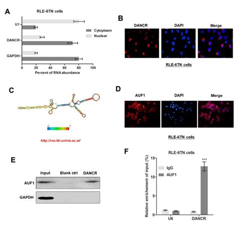 Lncrna Dancr Is Associated With Auf1 In Rle 6tn Cells A Nuclear