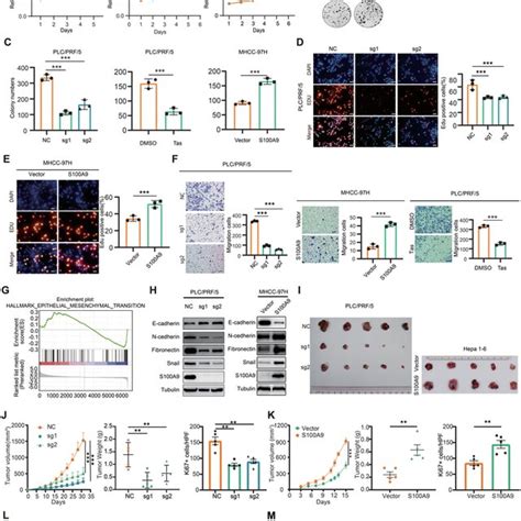 S100a9 Promotes The Growth And Metastasis Of Hcc Cells In Vitro And In
