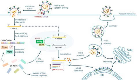 Sars Cov 2 Replication And Transcription Cycle In Infected Cells
