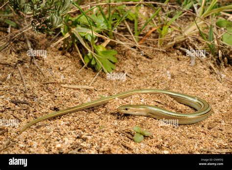 Three Toed Skink Algerian Cylindrical Skink Chalcides Chalcides On