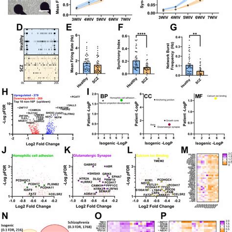 Analysis Of Neuronal Network Activity And Transcriptome In Scz Download Scientific Diagram