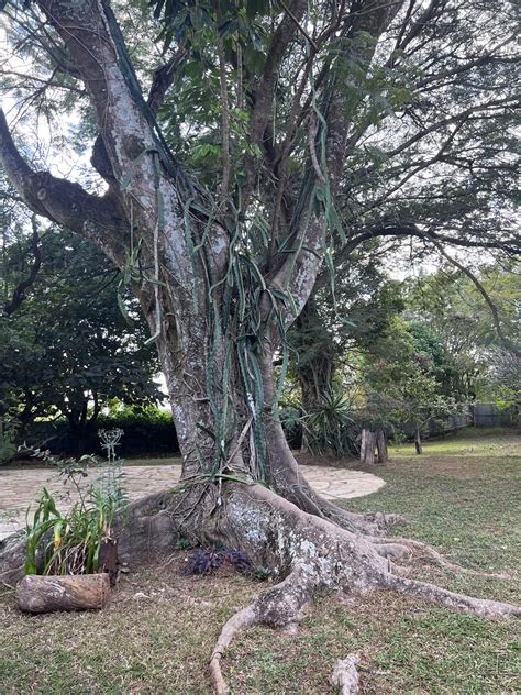 my mom is looking at purchasing a property that has these amazing trees