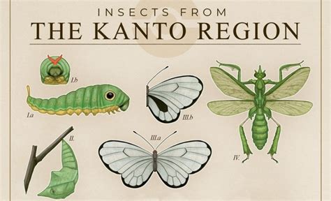 Un Fan Art De Pokémon Nos Muestra La Entomología De La Pokédex De La