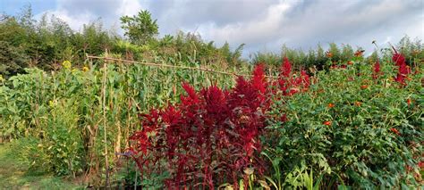 Github Ligiaazul2022 Ii Tutorial Git Repo Ejemplo Pf0953 Programación En R 2022 Ii