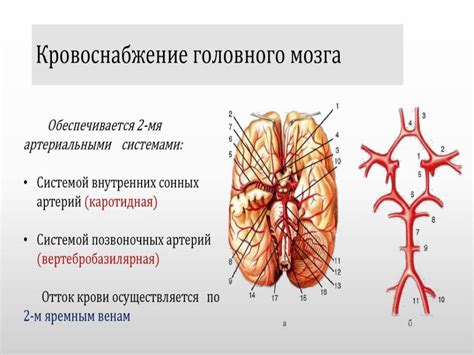 Презентация на тему Кровоснабжение головного и спинного мозга
