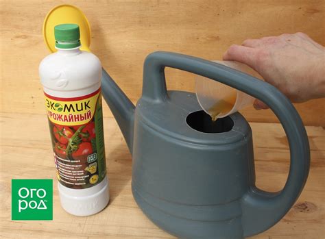 How To Grow Tomatoes Without Seedlings Rich Farmer