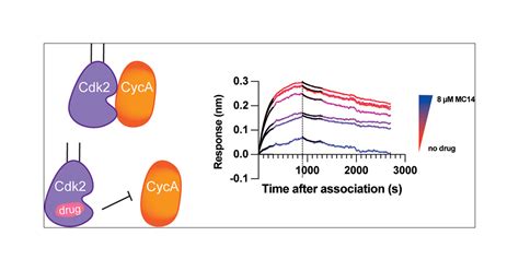 Biolayer Interferometry Assay For Cyclin Dependent Kinase Cyclin