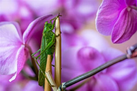 Grasshopper Hd Wallpaper