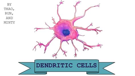 Cells Of Immune System Lymphocytes Phagocytic Cell Granulocytes And