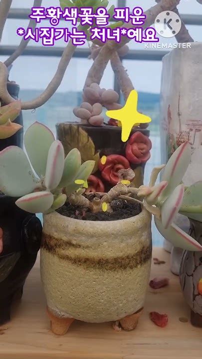 사랑은꽃잎처럼박지현꽃이이쁜다육시집가는처녀 Youtube