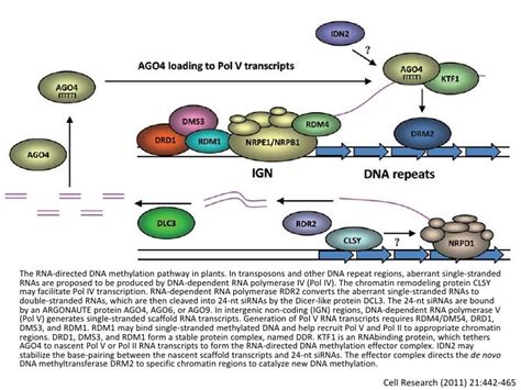 Epigenetic Regulation In Plants