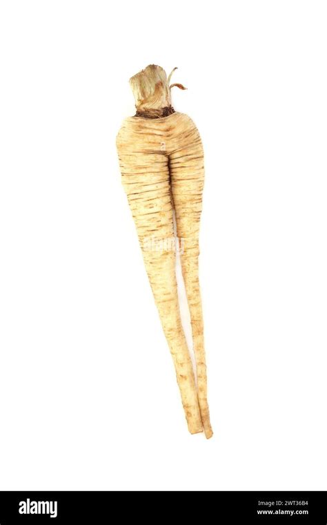 Forked And Misshaped Parsnip Vegetable Organic Imperfect Example On White Background Stock Forked And Misshaped Parsnip Vegetable Organic Imperfect Example On White Background Stock