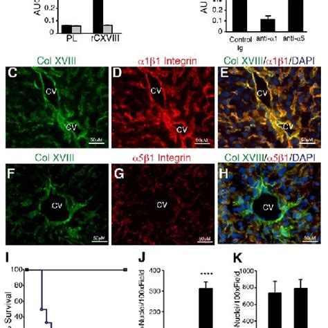 Type Xviii Collagen Plays A Crucial Role In The Response Of Liver To