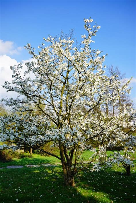 Magnolia Royal Star 10 Pot Hello Hello Plants