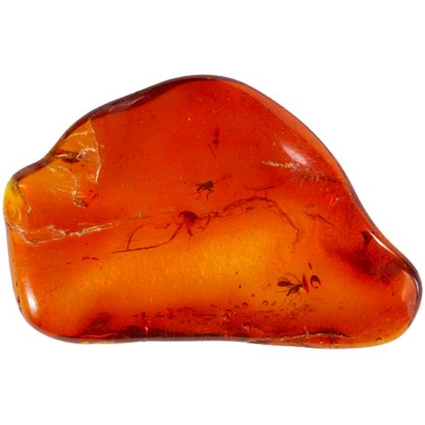 The 22 Different Types Of Amber With Incredible Photos
