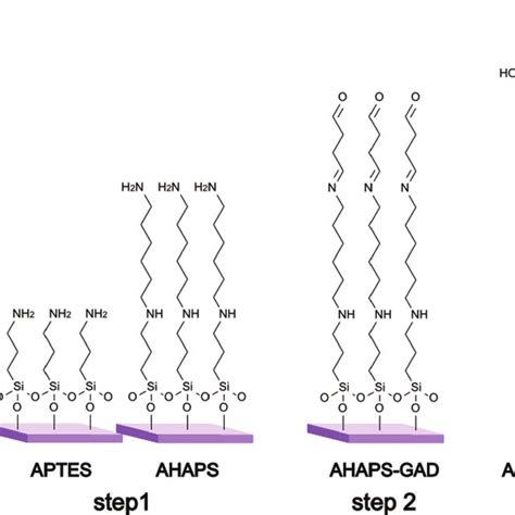 9 The Isothiocyanate Groups Of The Linker Reacts Rst With An Amine Download Scientific Diagram