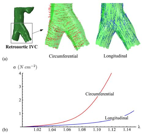 A Local Material Coordinates On The Retroaortic Ivc Mesh B Plot Of