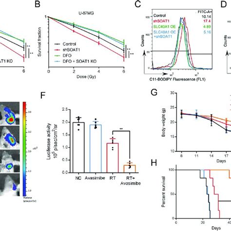 Soat1 Sensitizes Glioma To Radiation By Inducing Ferroptosis A Cell