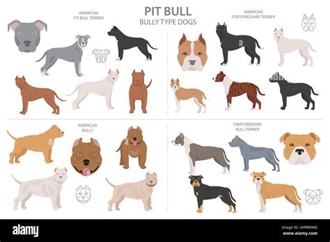Pitbull Colors Chart