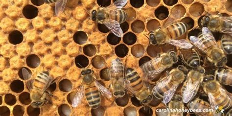 What Is A Good Brood Pattern In A Hive Carolina Honeybees