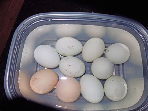 How To Tell A Rotten Egg From A Good One Welcome To SandraBrownrigg
