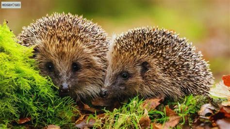 When Do Hedgehogs Hibernate And Why All You Need To Know