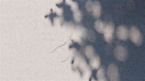 Shadow Overlay Wall Texture Sunlight Leaf Shade Abstract 3d Render Shadows Light Nature Plant