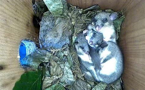 Naturdetektive Für Kinder Naturdetektive De Siebenschläfer