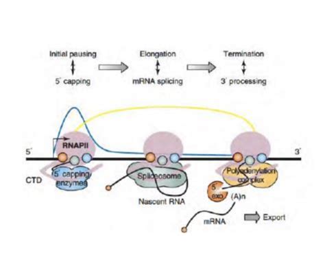 Wk2 Rna Processing Genetic Code Ptms Flashcards Quizlet