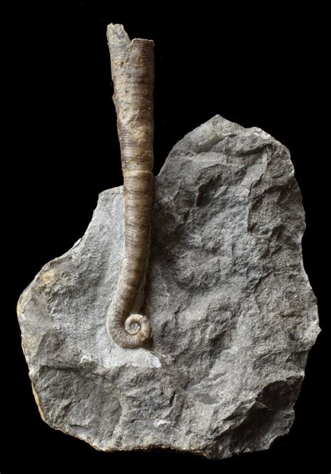 Lituites Lituus Jsd Fossiles