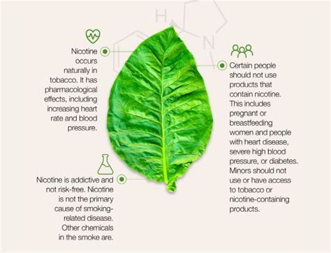 Qué Son Los Productos Libres De Humo Y Por Qué Una Buena Alternativa Para Los Fumadores