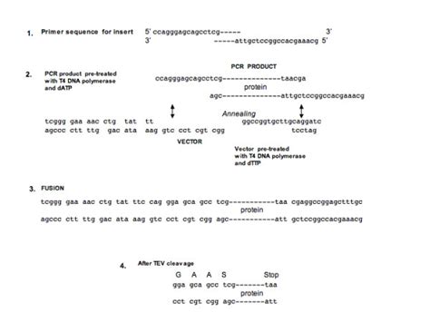 Ligation Independent Cloning LIC Methodology Shows The General