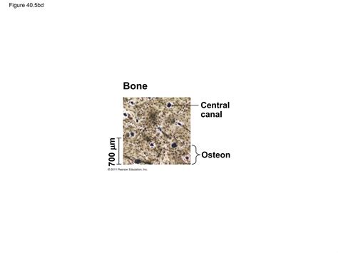Chapter 40 Animal Form Function 2014 Ppt