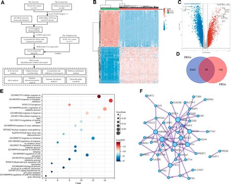 Frontiers Construction And Validation Of A Novel Ferroptosis Related
