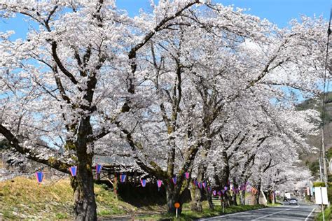 Vol 16 三瓶山周辺 お花見スポット桜花桃石楠花ぼたんカキツバタポピーをご紹介 ピックアップ特集 GOGOさんべ
