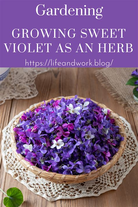 The Complete Guide To Growing Sweet Violet In Your Garden