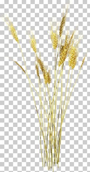 Flower Texture Mapping Png Clipart Animation Annual Plant