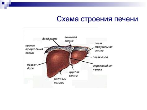 Заболевания печени и желчевыводящих путей презентация онлайн