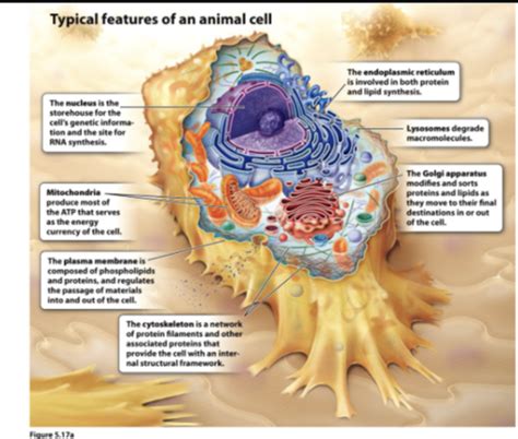 Biol 1090 2023 Final Review Flashcards Quizlet
