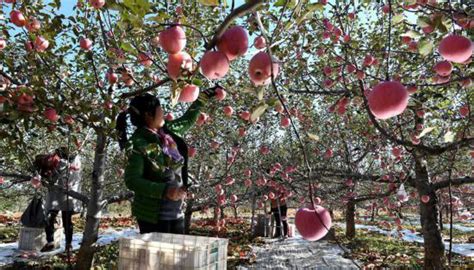 中国农民丰收节新闻网 人民网