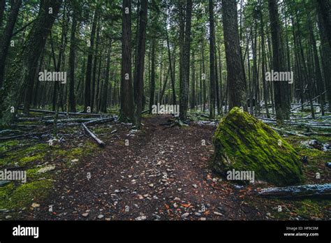 Moss Covered Forest Floor Stock Photo Alamy
