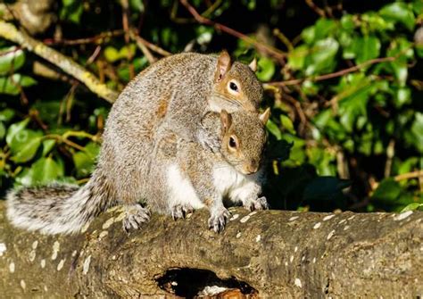 When Is Squirrel Mating Season