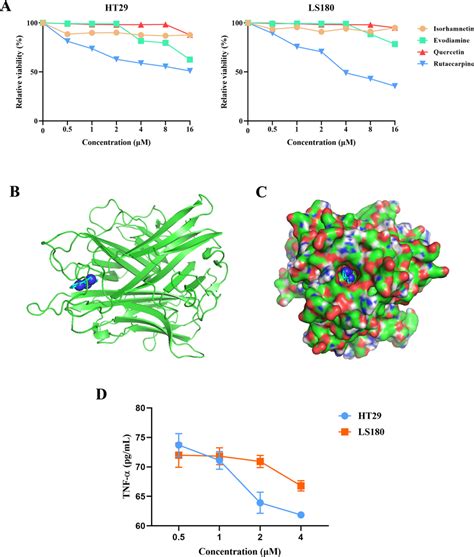 Validation By In Vitro Experiments And Molecular Docking A The
