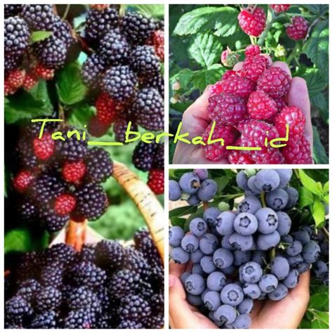 Jual Paket Bibit Berry Rasberry Bluberry Black Bery 1 Kg Shopee Indonesia